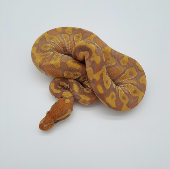 Enchi Cypress Phantom Ultramel Ball Python by GB Pythons