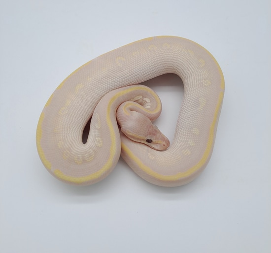 Super Phantom Ultramel Ball Python by GB Pythons