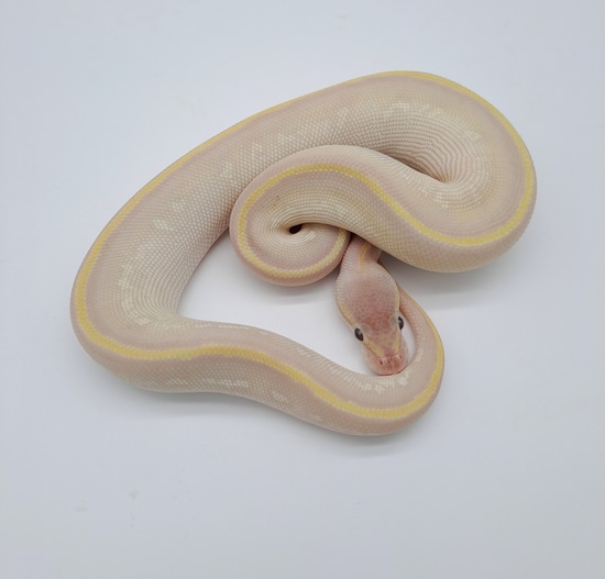 Super Phantom Cypress Ultramel Ball Python by GB Pythons