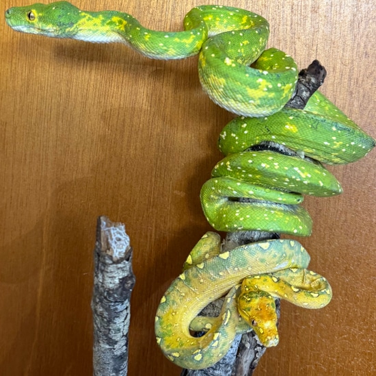 Biak Green Tree Python Pair by Rayne’s Reptiles