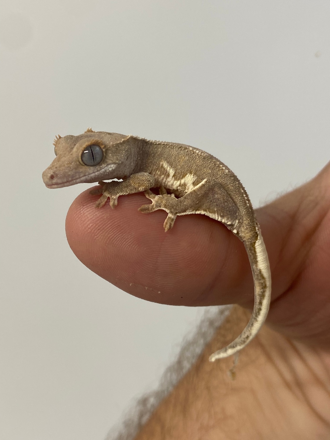 Lilly White Het Axanthic Crested Gecko by GBG Exotics - MorphMarket