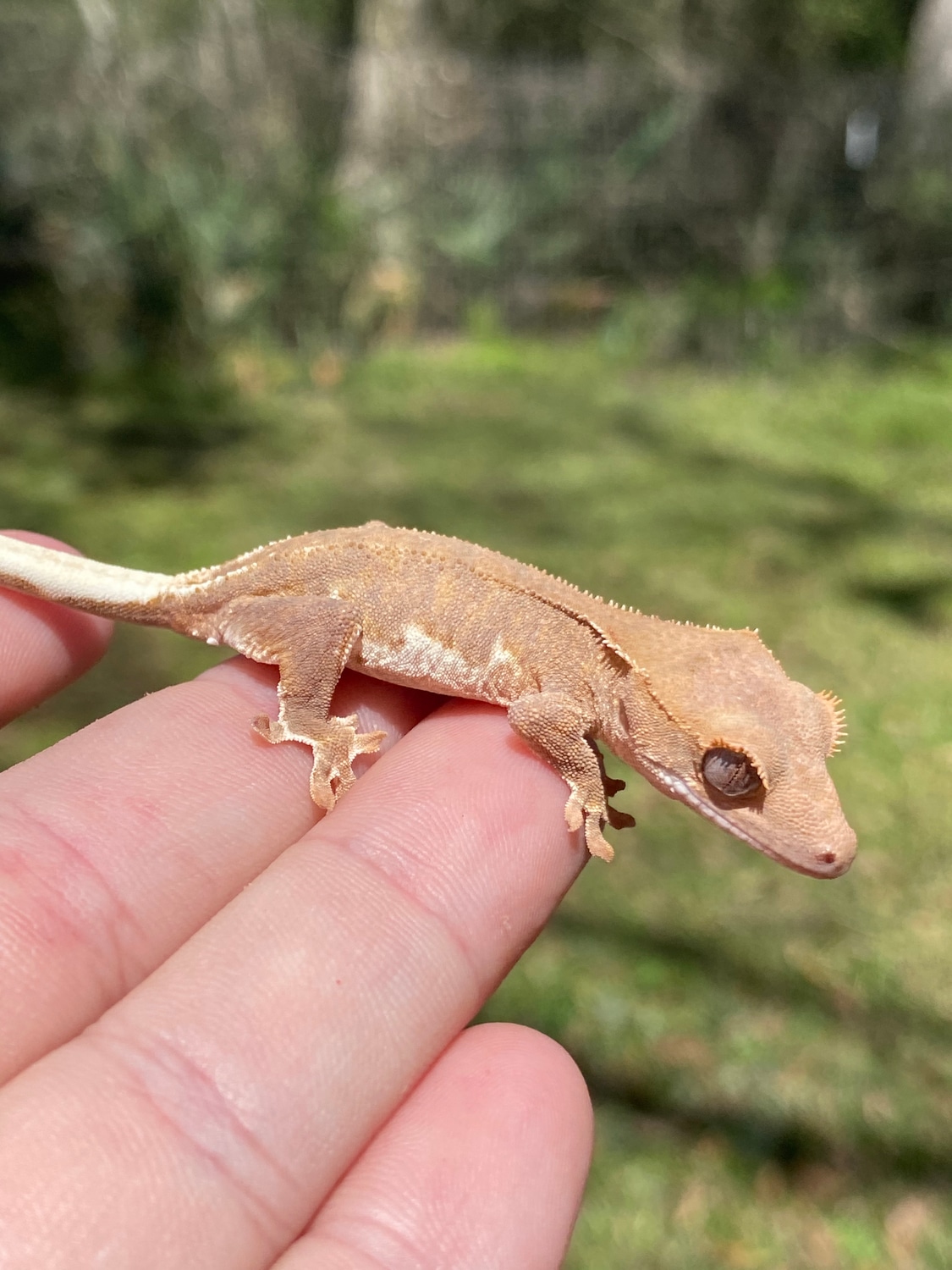 Lilly White 100% Axanthic Crested Gecko by GBG Exotics - MorphMarket