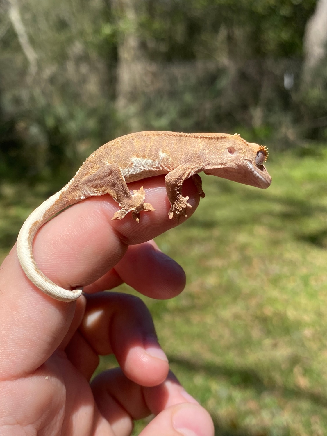 Lilly White 100% Axanthic Crested Gecko by GBG Exotics - MorphMarket