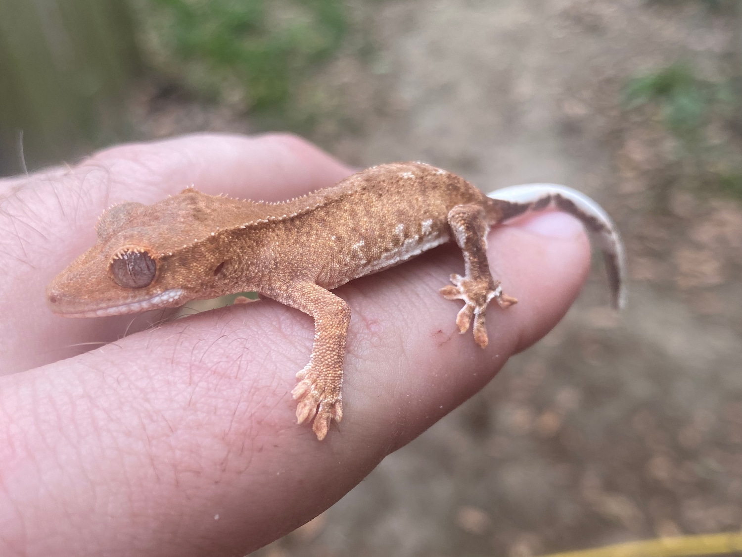 Lilly White 50% Het For Axanthic Crested Gecko by GBG Exotics - MorphMarket