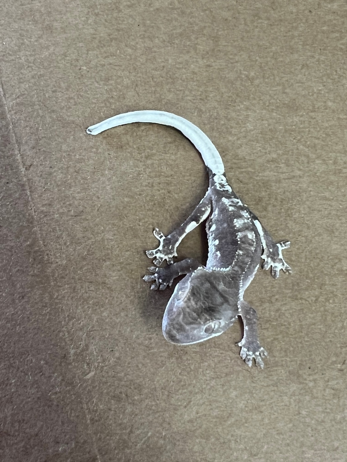 SUPER SALE Axanthic Lilly White Crested Gecko by GBG Exotics - MorphMarket