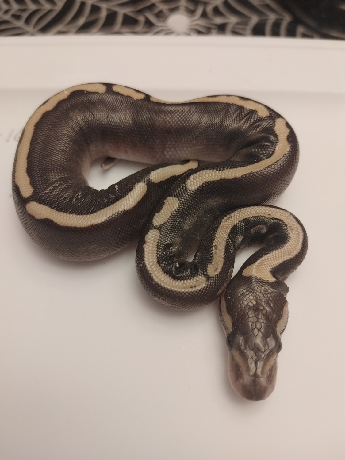 Ghi Mojave Spotnose Ph Ghost Ball Python by Elite Exotics and Feeders ...