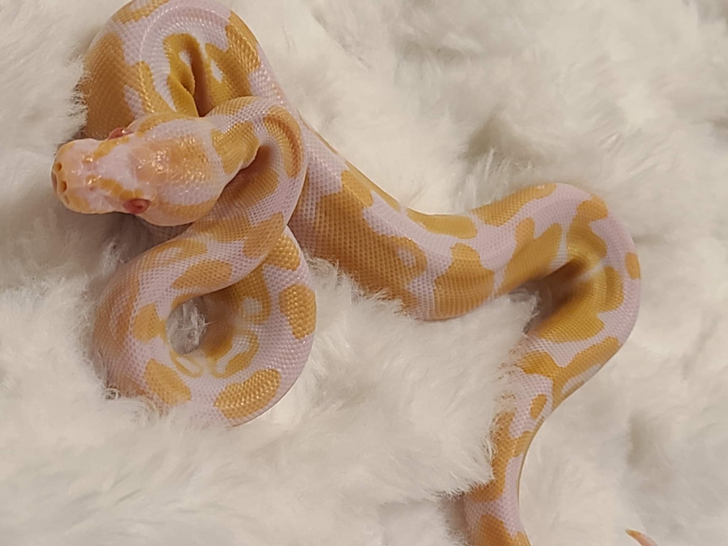 Albino Het Pied Ball Python by Elite Exotics and Feeders - MorphMarket