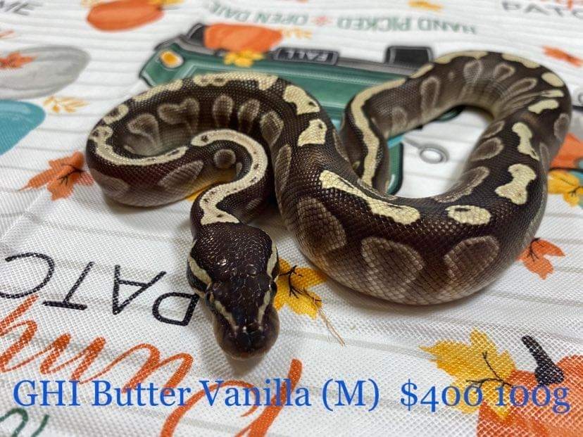 Ghi Butter Vanilla Ball Python by Elite Exotics and Feeders - MorphMarket