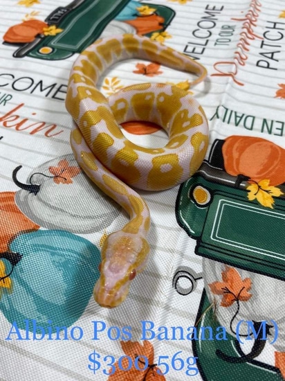 Albino Possible Banana Ball Python by Elite Exotics and Feeders