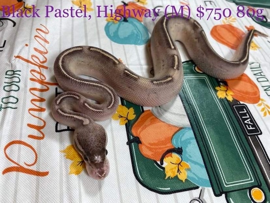 Black Pastel Highway Ball Python by Elite Exotics and Feeders