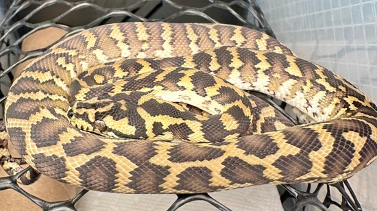 Papuan Carpet Irian Jaya Carpet Python by Oceania Exotics