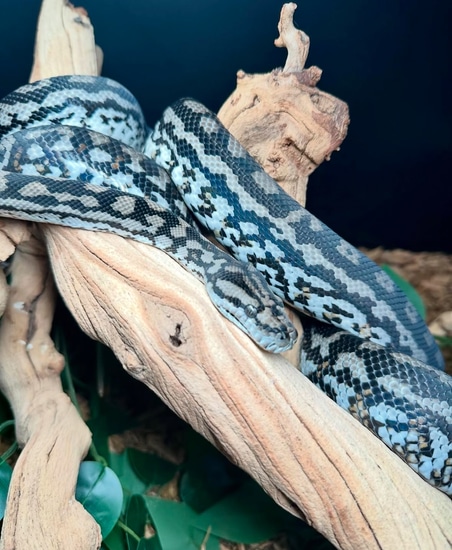 Inland Carpet Schofield Line Inland Carpet Python by Oceania Exotics