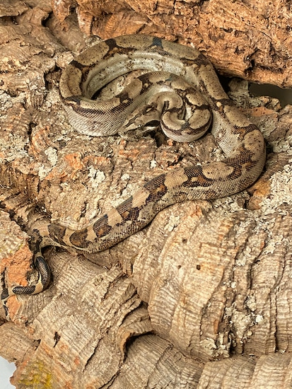 Peruvian Long Tailed Boa Peruvian Long-Tailed Boa Constrictor by Great ...