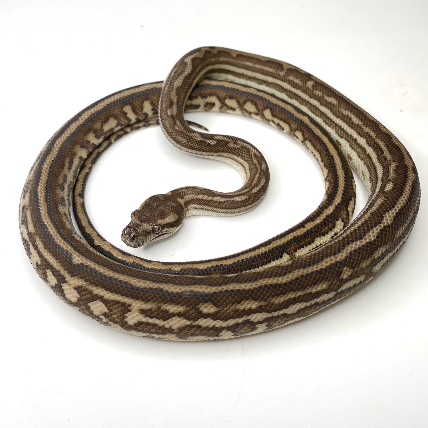 Striped Bredl's Python Centralian Carpet Python by Great Basin ...
