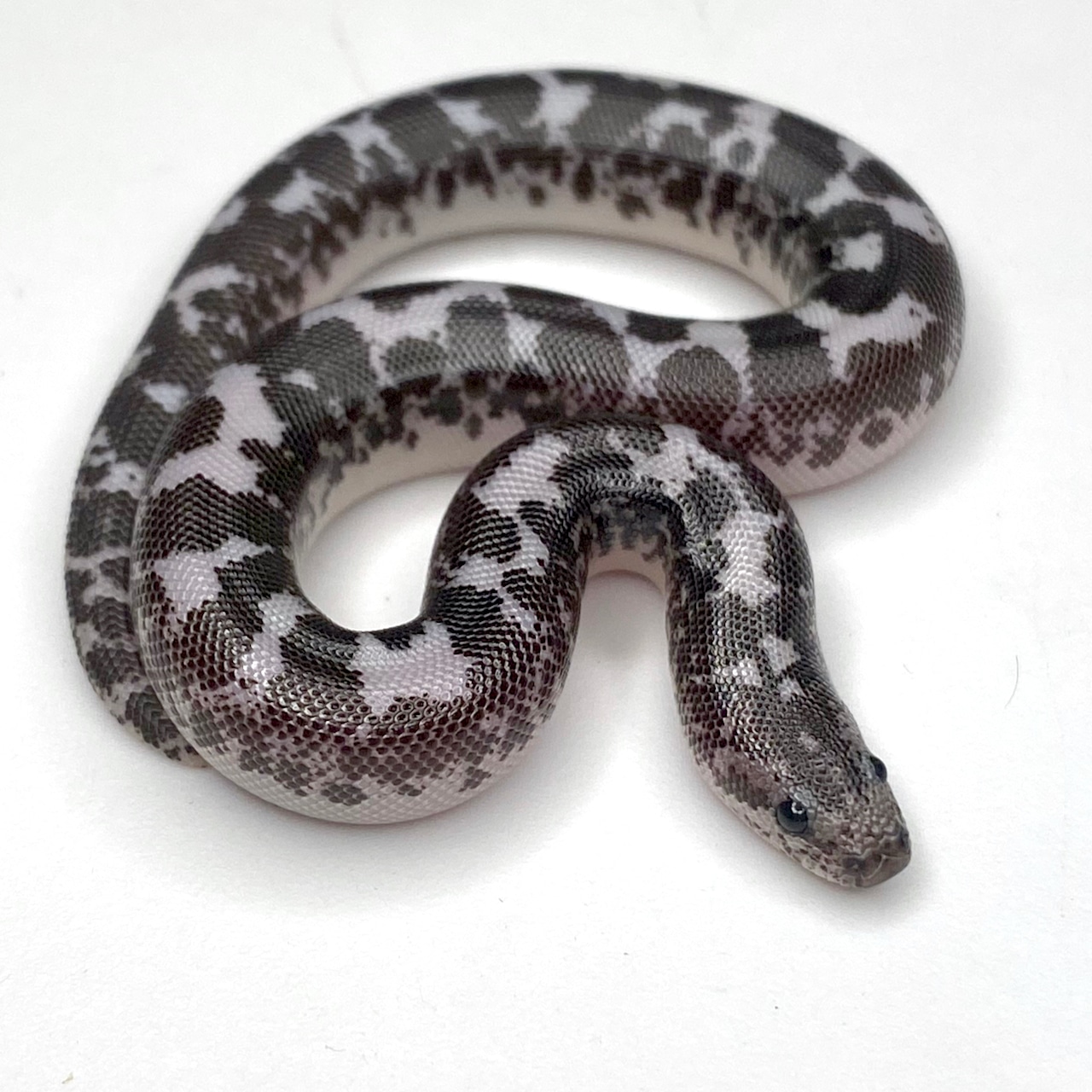 Anery Kenyan Sand Boa by Great Basin Serpentarium, LLC - MorphMarket