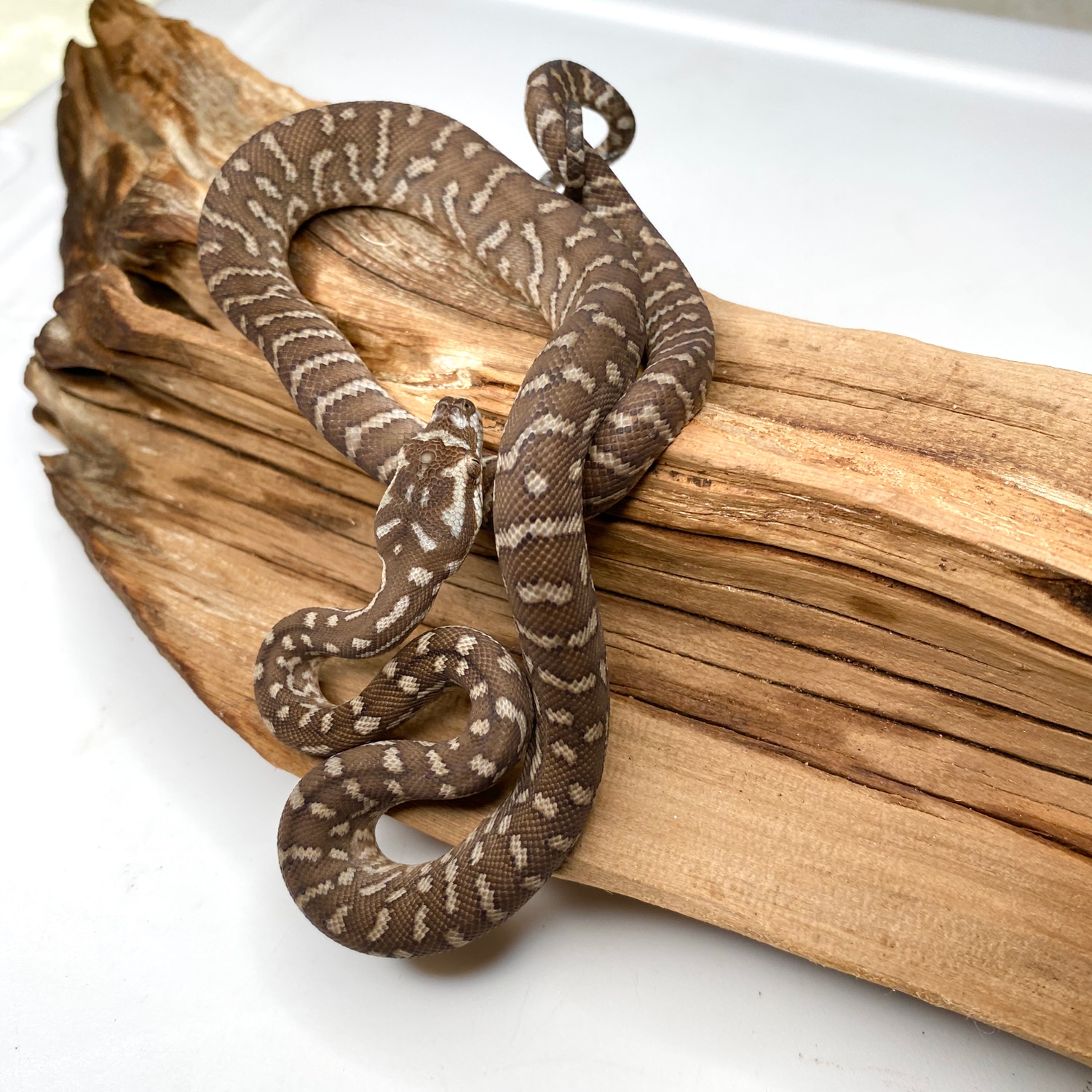 Poss. Het. Stripe Bredl's Python Centralian Carpet Python by Great ...