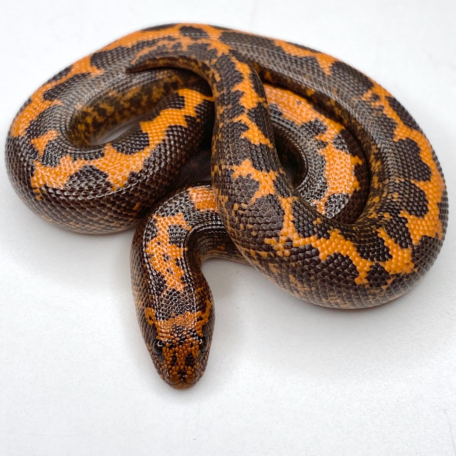 Striped Poss. Het. Snow Sand Boa Kenyan Sand Boa by Great Basin ...