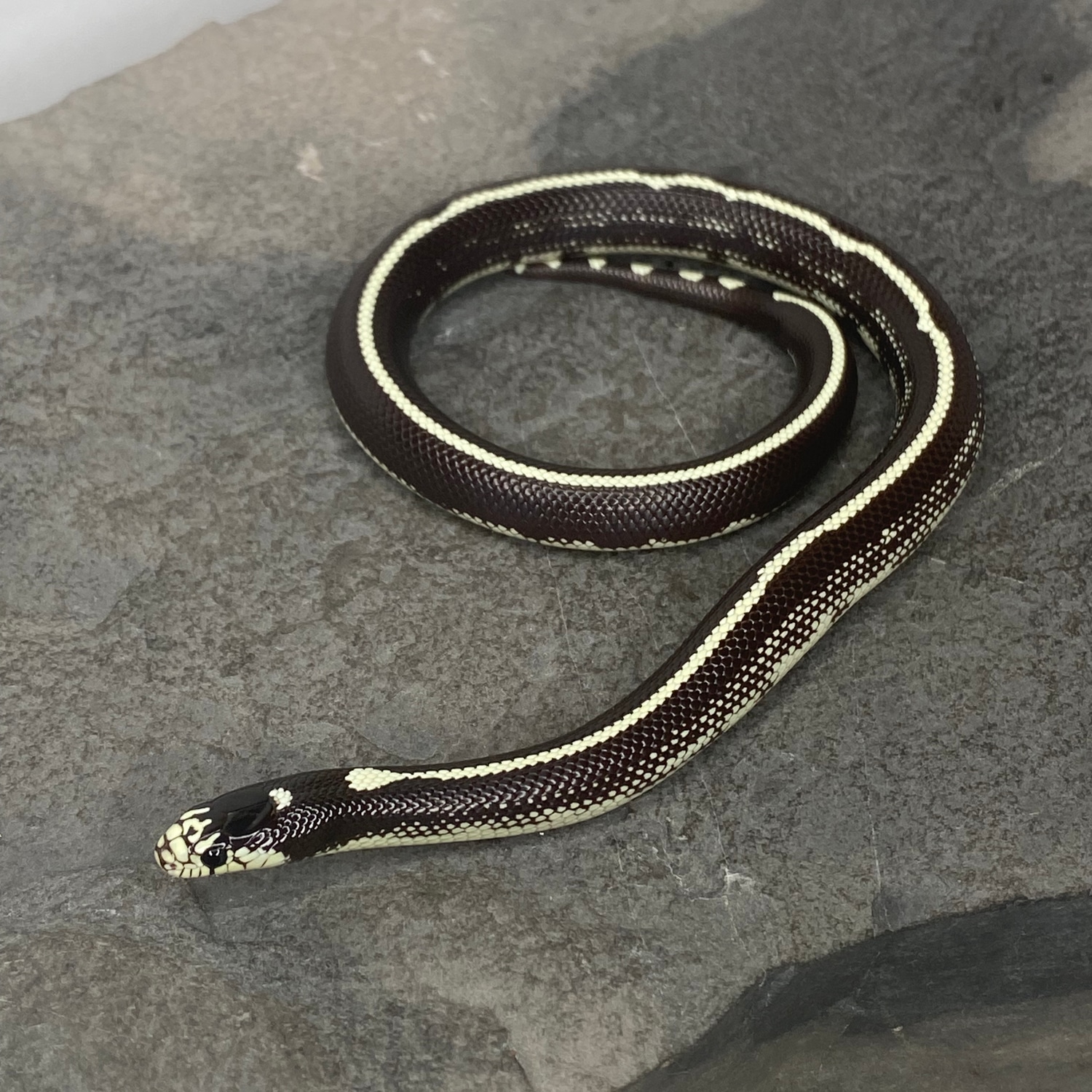 Aberrant Poss. Het. Albino California Kingsnake by Great Basin ...