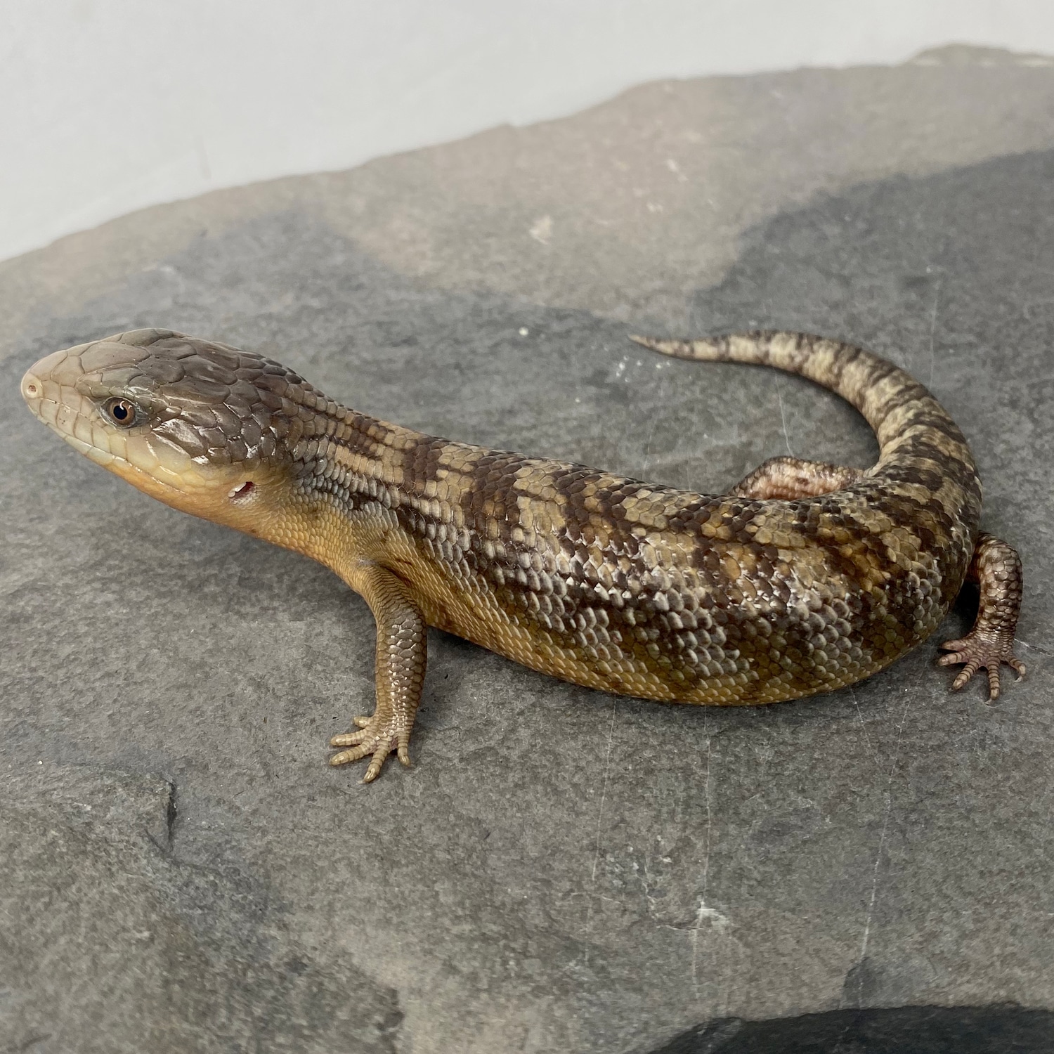 Captive Bred Tanimbar Blue Tongue Skink Tanimbar Blue-Tongued Skink by ...