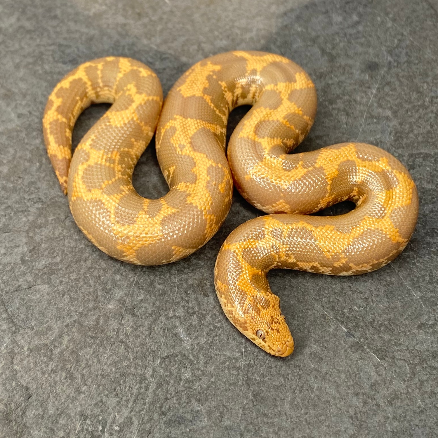 Albino Het. Anery Kenyan Sand Boa by Great Basin Serpentarium, LLC ...