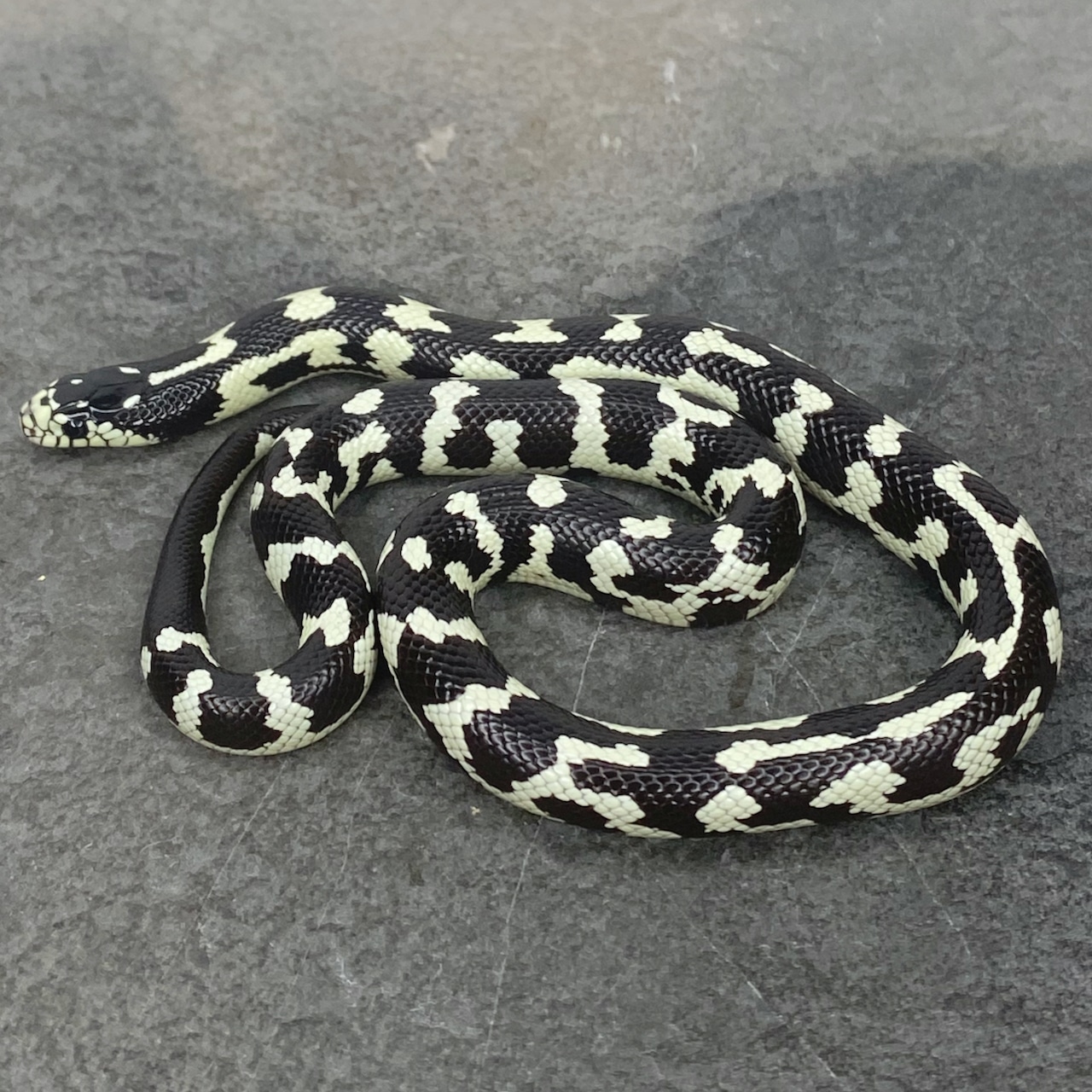 Aberrant California Kingsnake by Great Basin Serpentarium, LLC ...