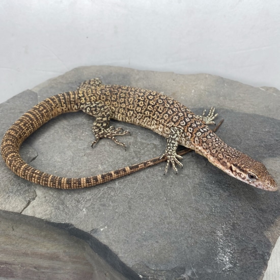 Captive Bred Blue Spot Timor Monitor Other Monitor by Great Basin ...