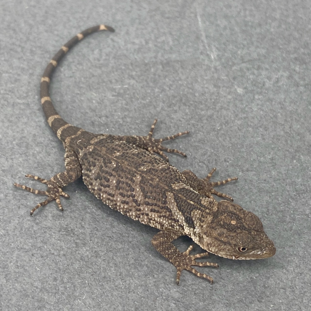 Captive Bred Newman's Knob Scale Lizard (Xenosaurus Newmanorum) Other ...