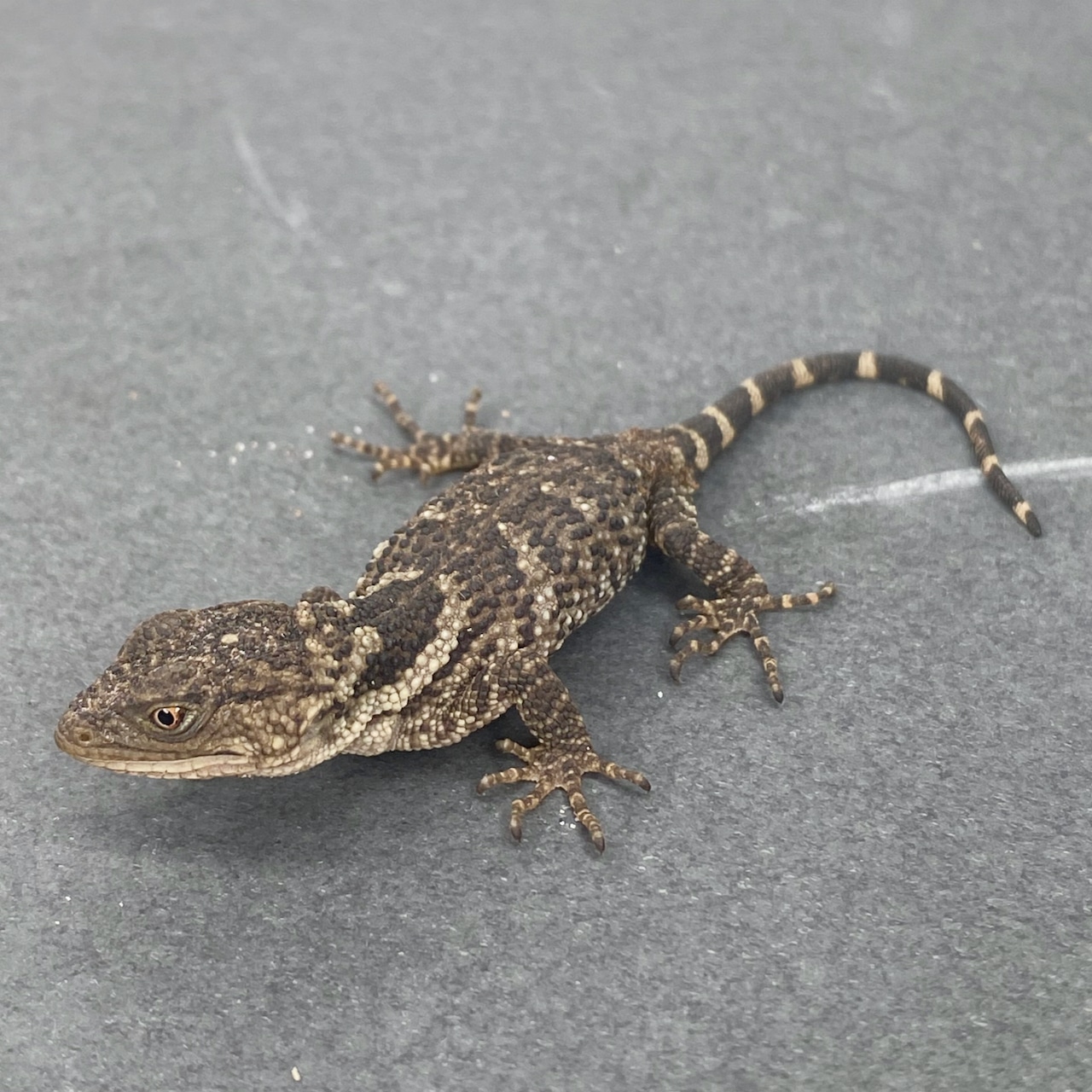 Captive Bred Newman's Knob Scale Lizard (Xenosaurus Newmanorum) More ...