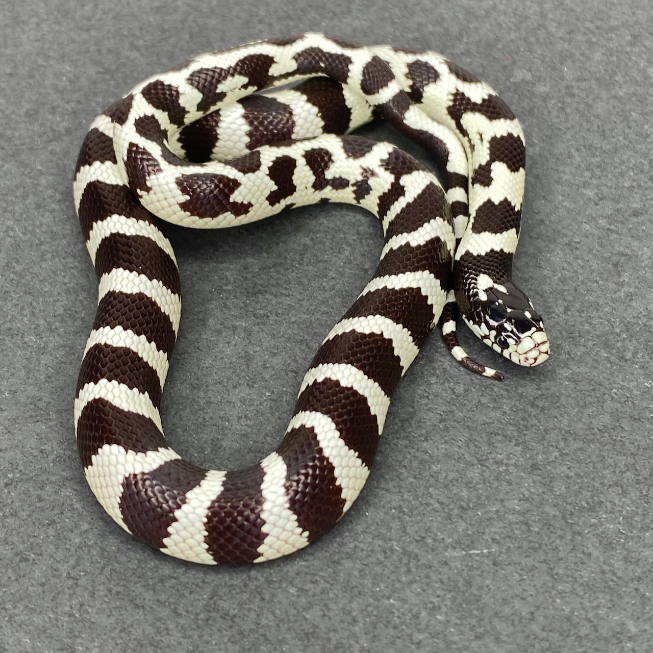Aberrant California Kingsnake by Great Basin Serpentarium, LLC ...