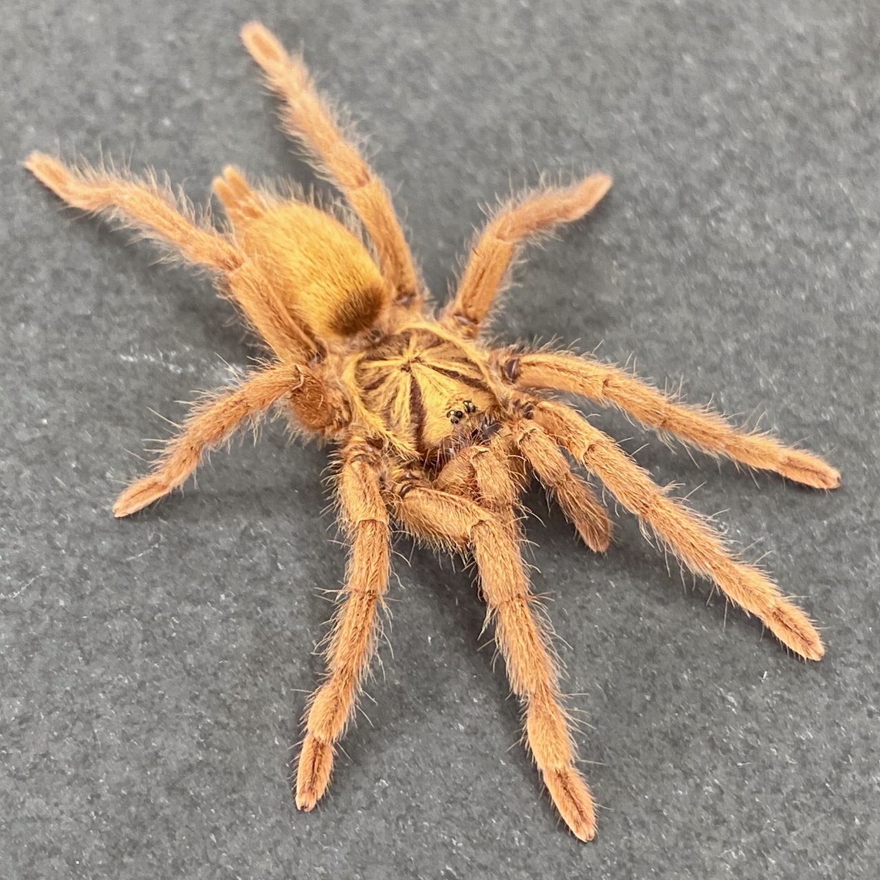 Captive Bred Neoholothele Incei - Trinidad Dwarf Olive (Gold Phase) - 0 ...