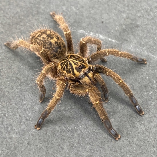 Captive Bred Idiothele Mira - Blue Foot Baboon - 0.5-0.75" Tarantula by ...
