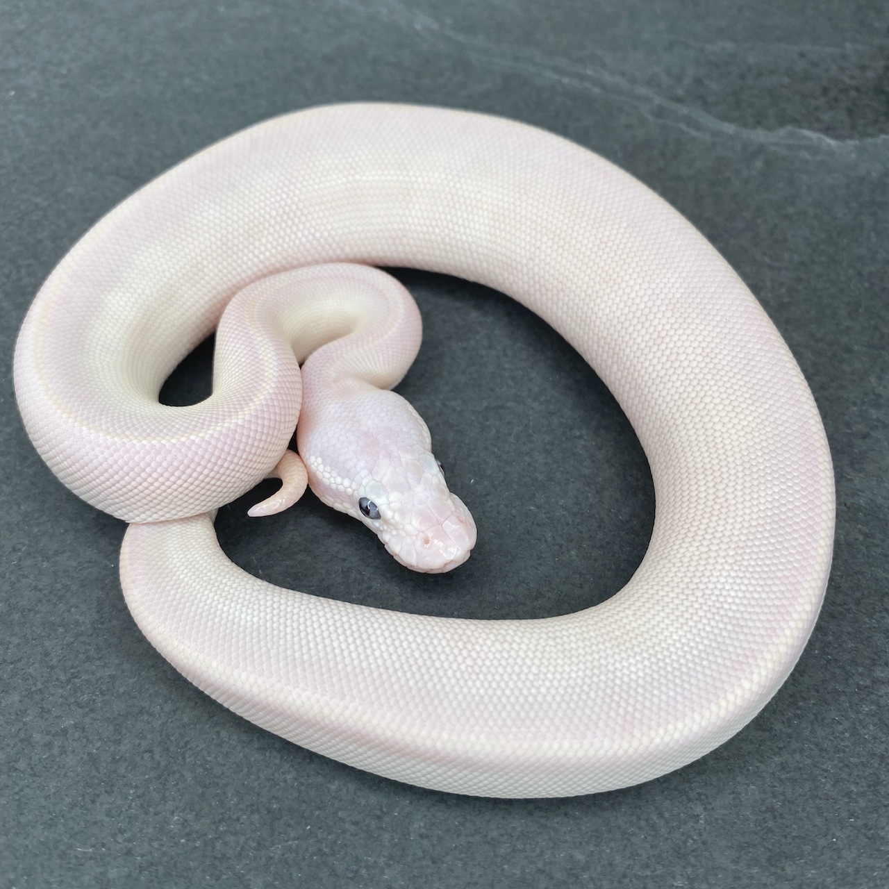 Pastel Super Mojave (Possible Super Pastel BEL) Ball Python by Great ...