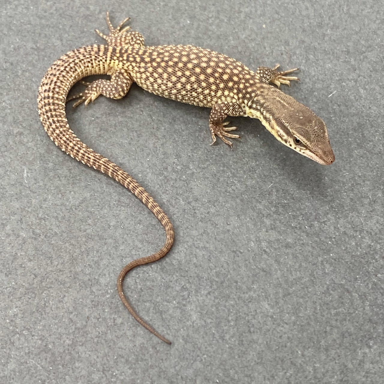 Yellow Ackies Spiny-Tailed Monitor by Great Basin Serpentarium, LLC ...