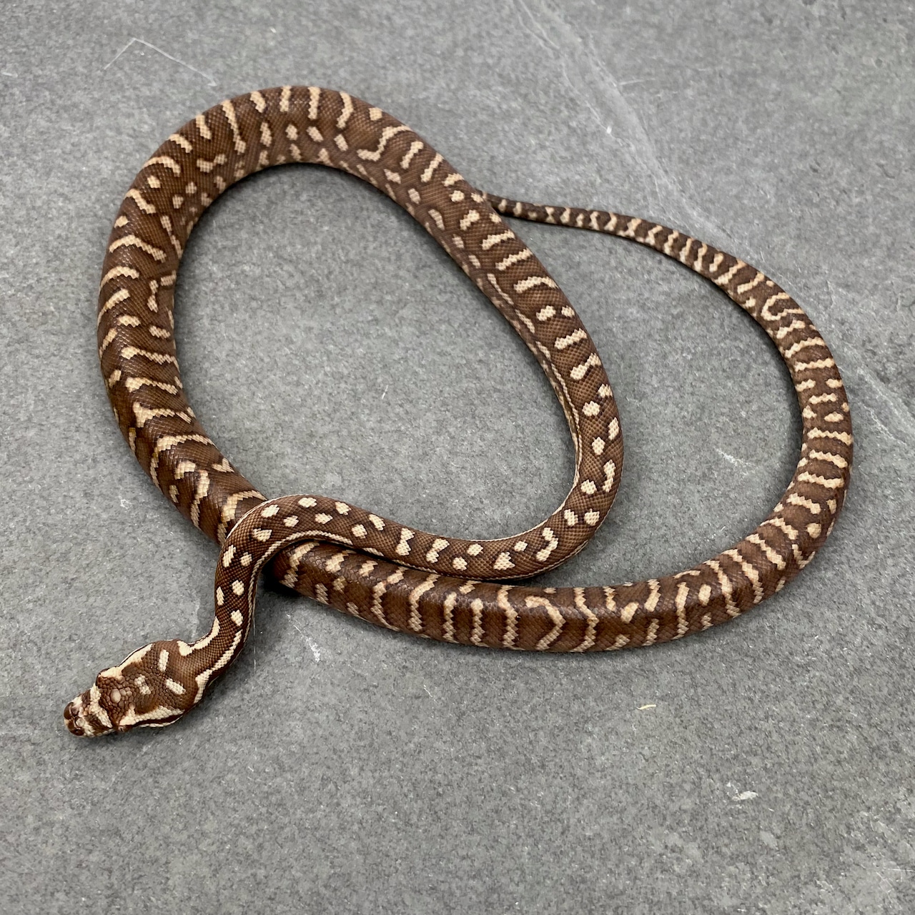 Bredl's Python (Poss. Het. Stripe) Centralian Carpet Python by Great ...