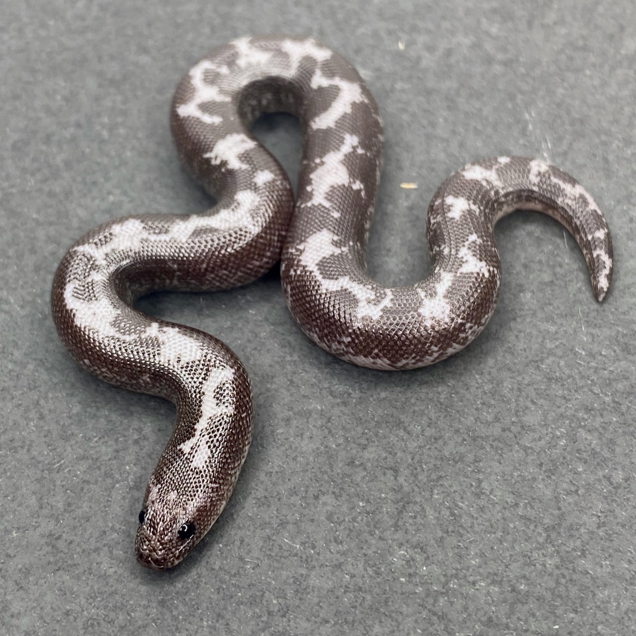 Anery Kenyan Sand Boa by Great Basin Serpentarium, LLC - MorphMarket