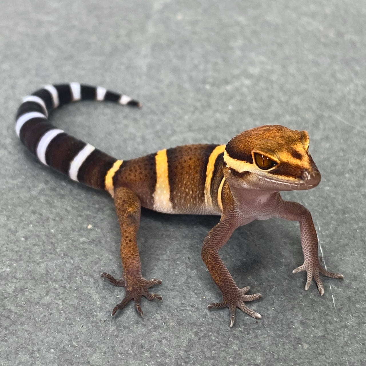 Bawangling Cave Gecko More Gecko by Great Basin Serpentarium, LLC ...