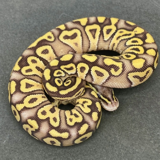 Super Pastel Mojave Ball Python by Great Basin Serpentarium, LLC