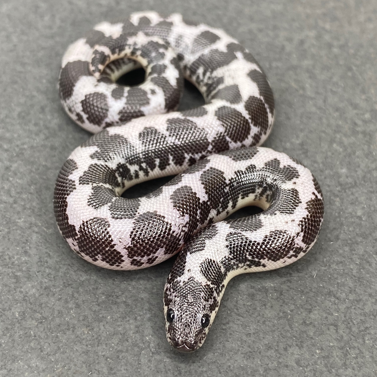 Anery Kenyan Sand Boa by Great Basin Serpentarium, LLC - MorphMarket