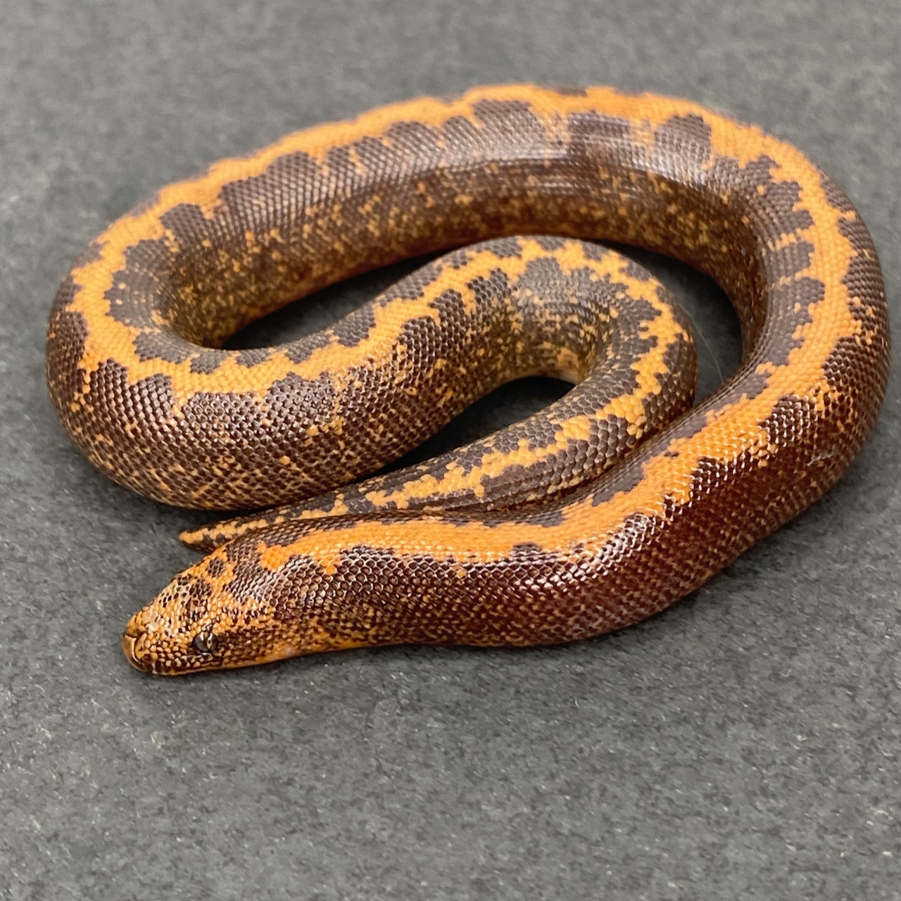 Striped Het. Snow Sand Boa Kenyan Sand Boa by Great Basin Serpentarium ...