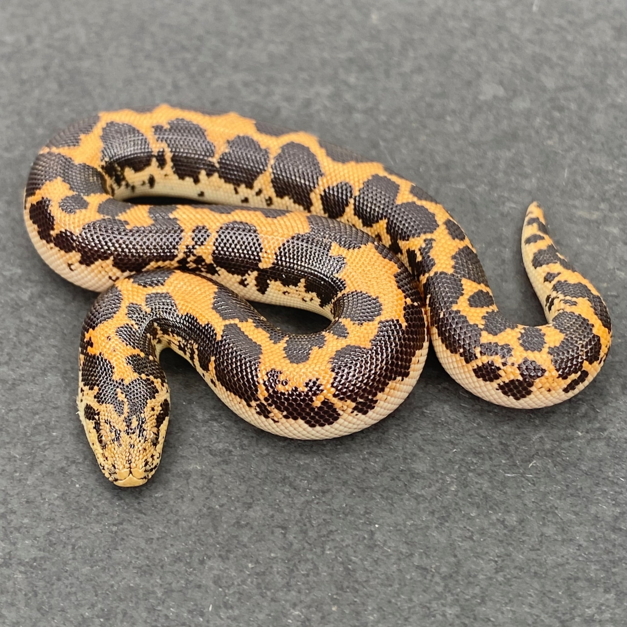 Het. Snow Sand Boa Kenyan Sand Boa by Great Basin Serpentarium, LLC ...