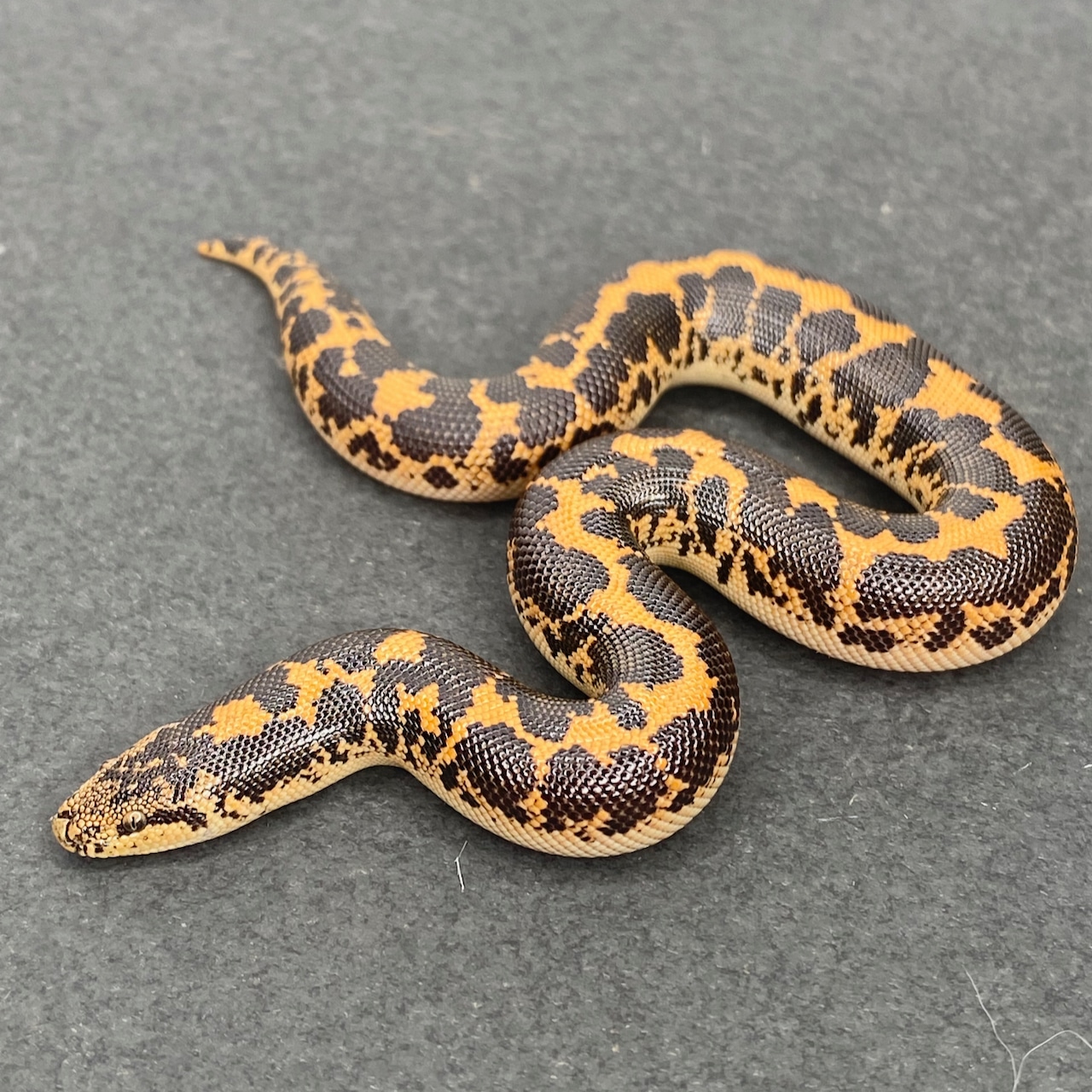 Het. Snow Sand Boa Kenyan Sand Boa by Great Basin Serpentarium, LLC ...