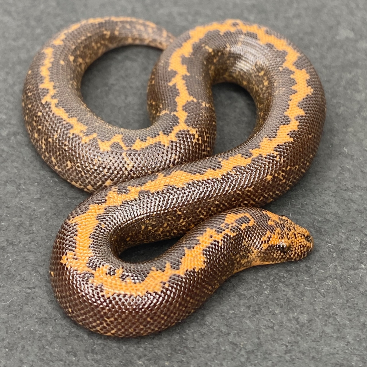 Striped Het. Snow Sand Boa Kenyan Sand Boa by Great Basin Serpentarium ...