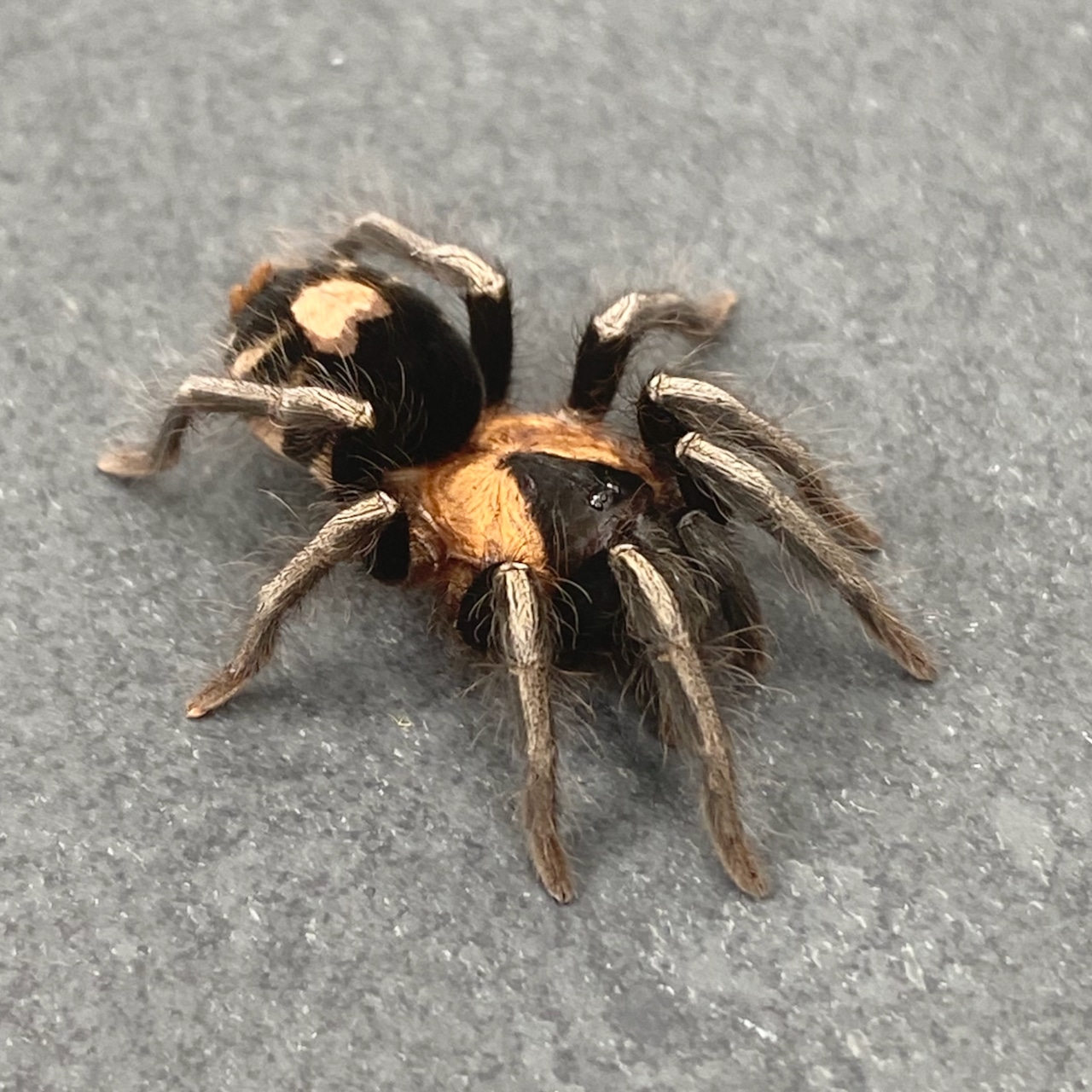Captive Bred Cyriocosmus Elegans - Trinadad Dwarf Tarantula by Great ...