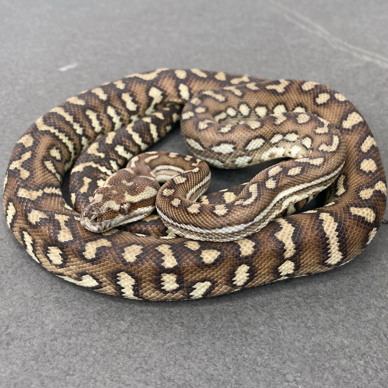 Poss. Het Striped Bredl's Python Centralian Carpet Python by Great ...