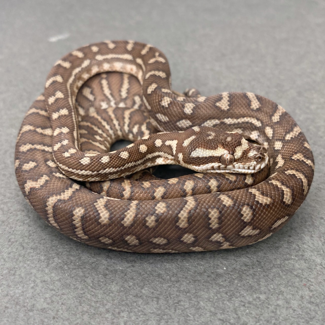 Poss. Het. Striped Bredl's Python Centralian Carpet Python by Great ...