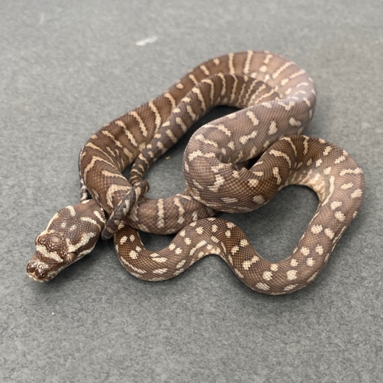 Poss. Het. Striped Bredl's Python Centralian Carpet Python by Great ...