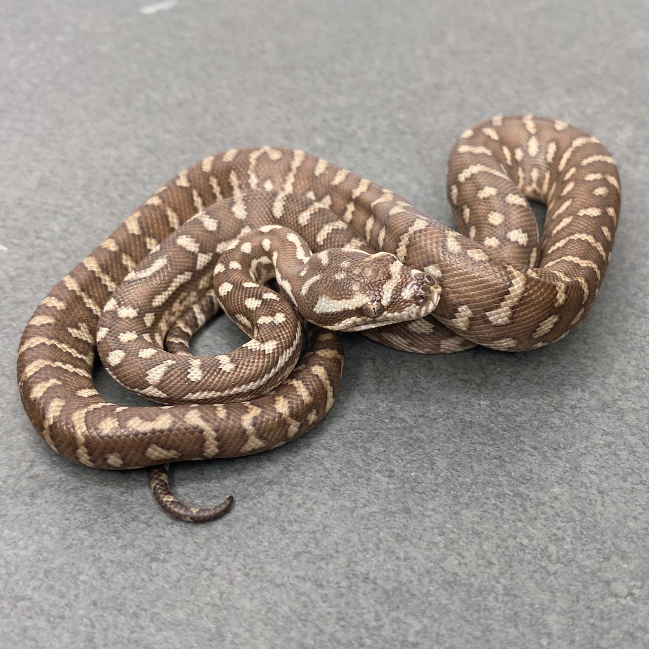 Poss. Het. Striped Bredl's Python Centralian Carpet Python by Great ...