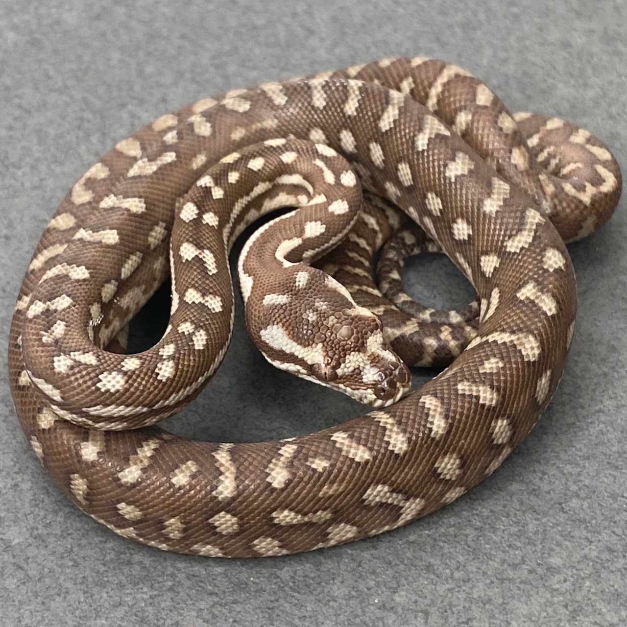 Poss. Het. Striped Bredl's Python Centralian Carpet Python by Great ...