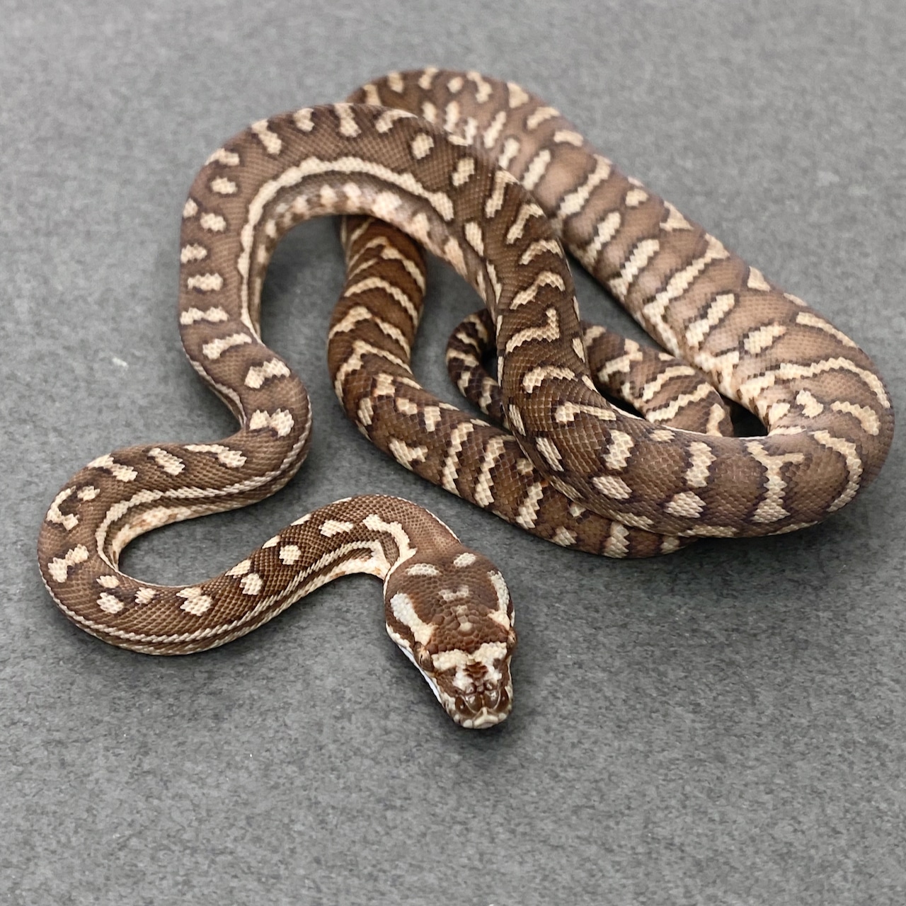 Poss. Het. Striped Bredl's Python Centralian Carpet Python by Great ...