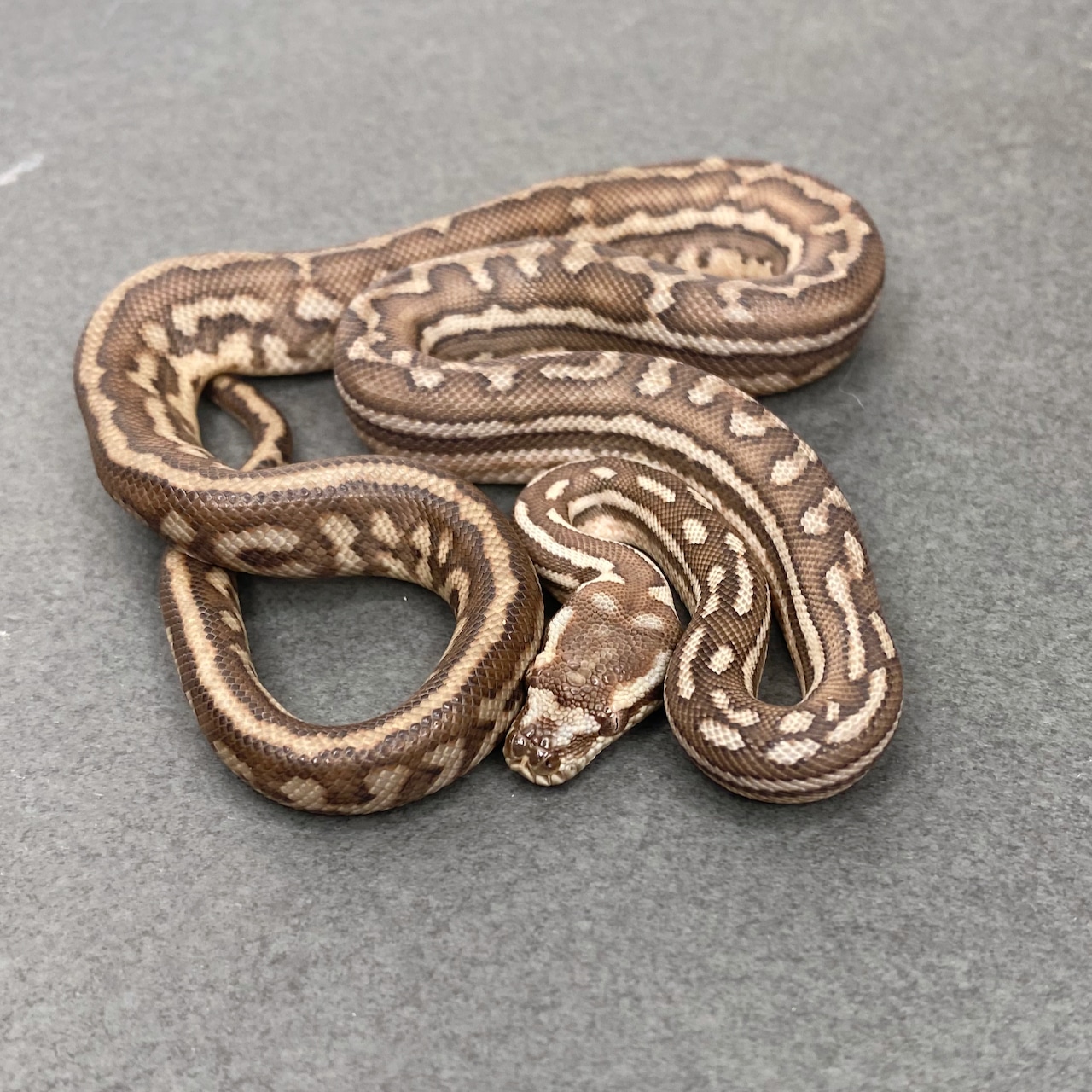 Striped Bredl's Python Centralian Carpet Python by Great Basin ...